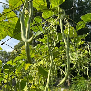 20 French Fortex Pole Bean Seeds #A01 - Etsy