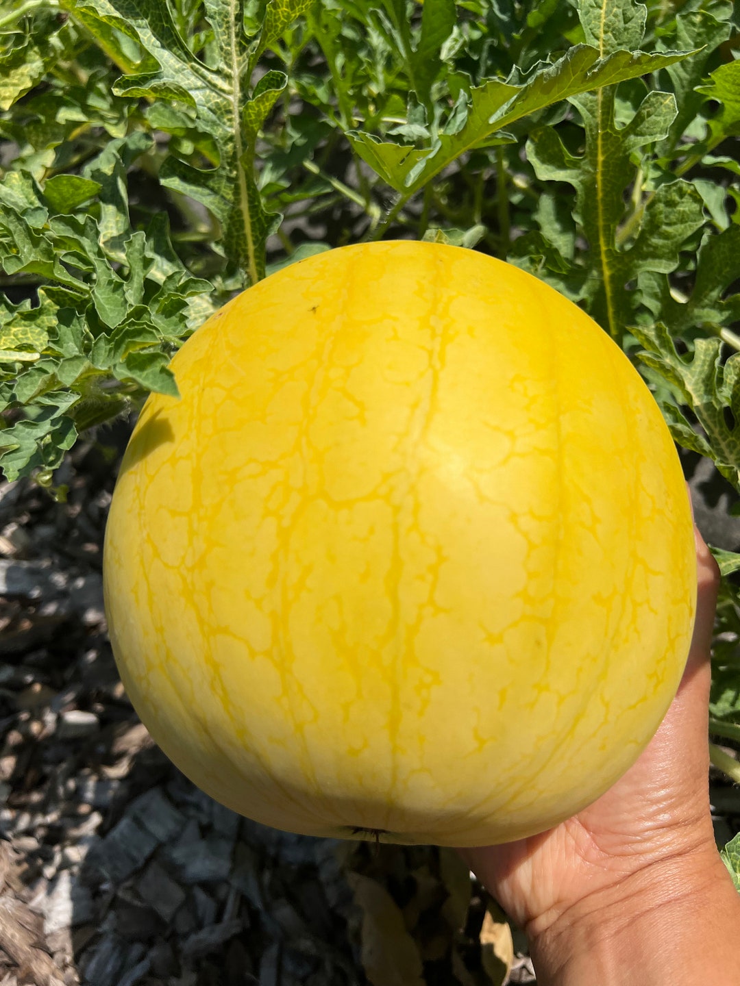 20 Lemon Drop Watermelon Seeds - Etsy