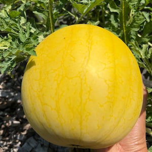 20 Lemon Drop Watermelon Seeds - Etsy