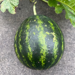 10 Mini Love Watermelon Seeds - Etsy