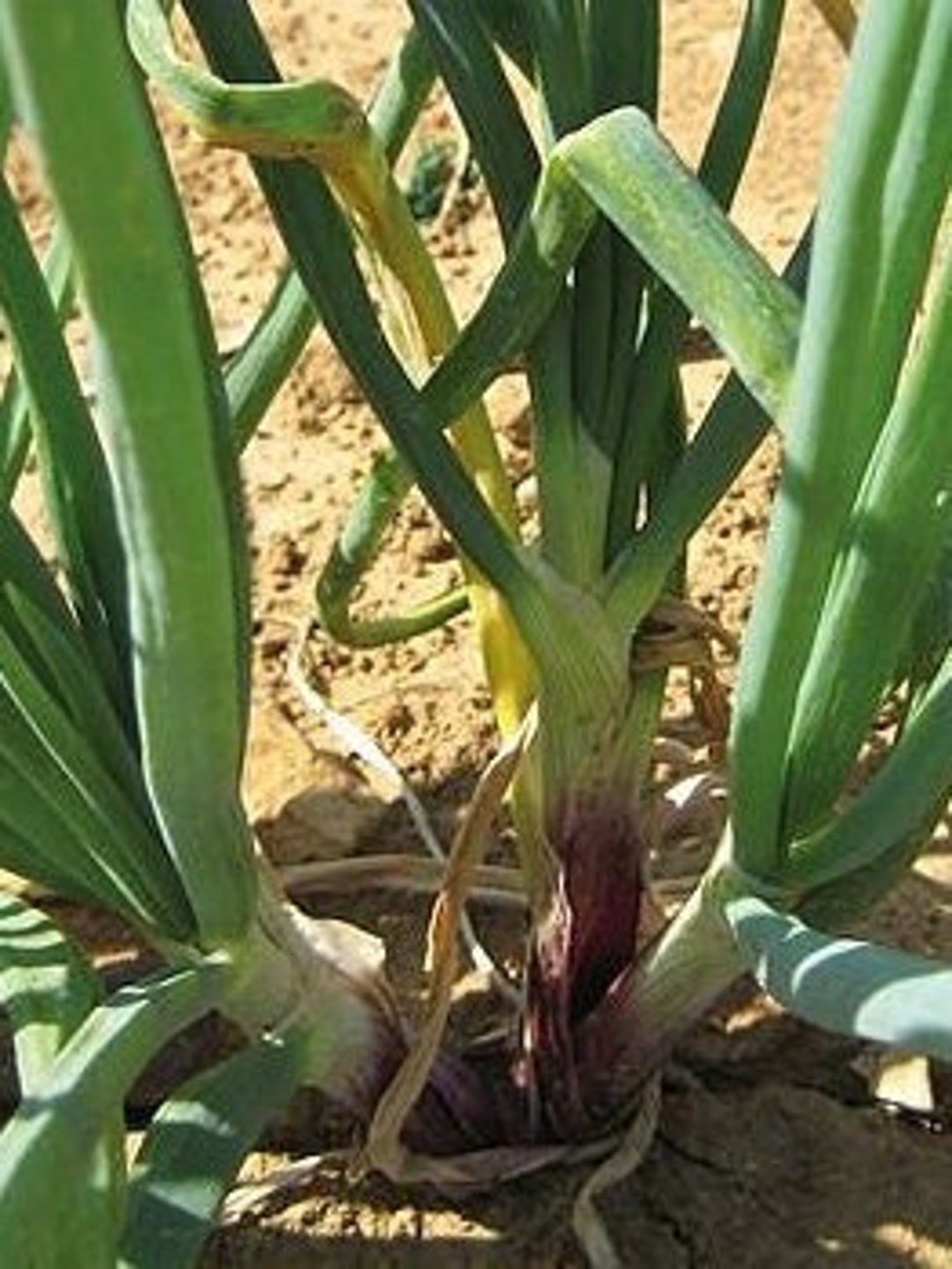 Perennial 50 Red Welsh Onion Seeds Zone 4-10 - Etsy