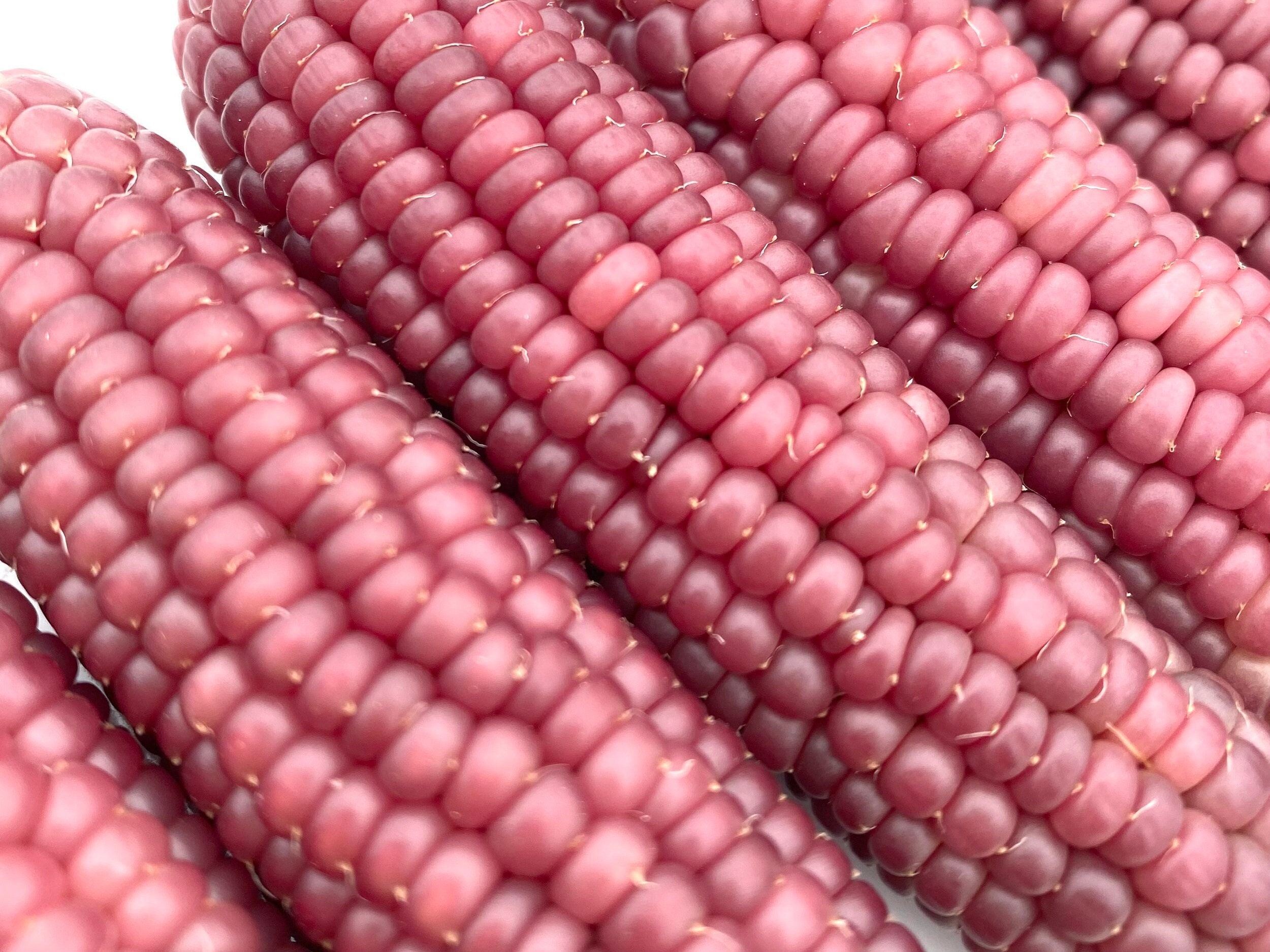 50 Early Pink Pearl Popcorn Seeds - Etsy