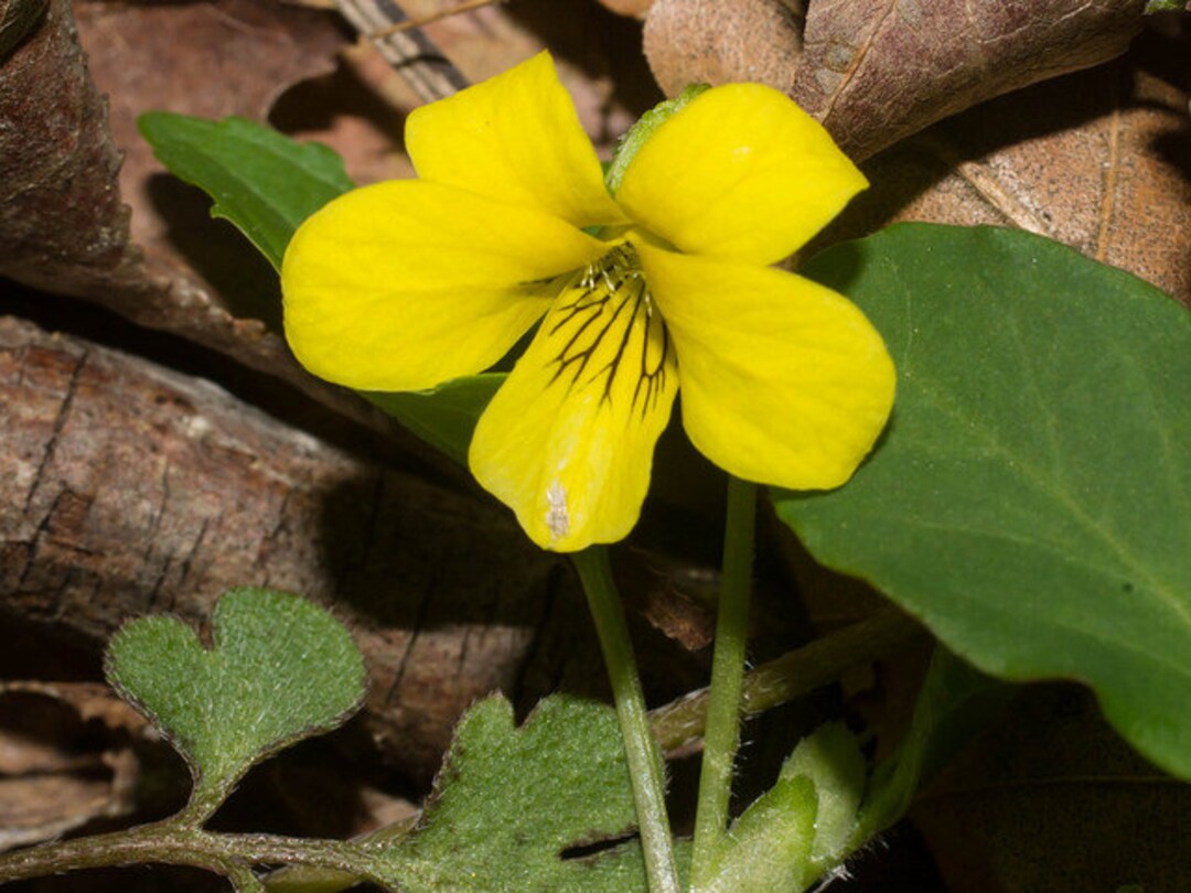 Smooth Yellow Violet 2 Bare Root Plants - Etsy
