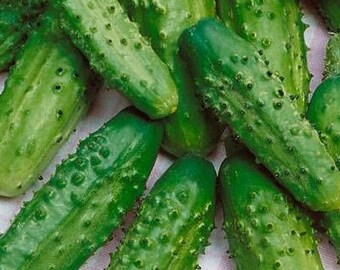 Parisian Gherkin Cucumber Seeds Rare Seeds Heirloom Seeds - Etsy