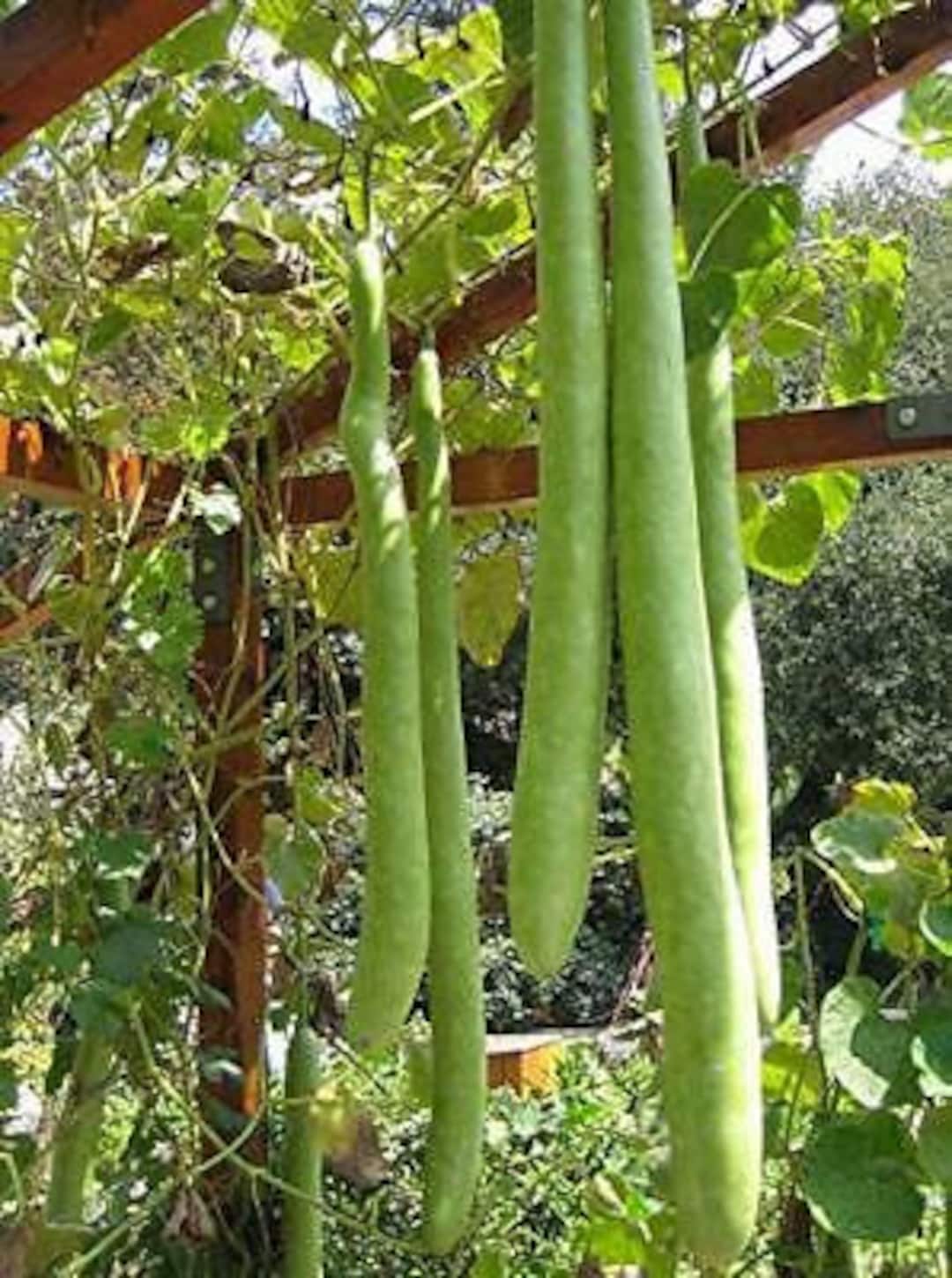 20 Italian Cucuzzi Gourd Seeds 14 - Etsy