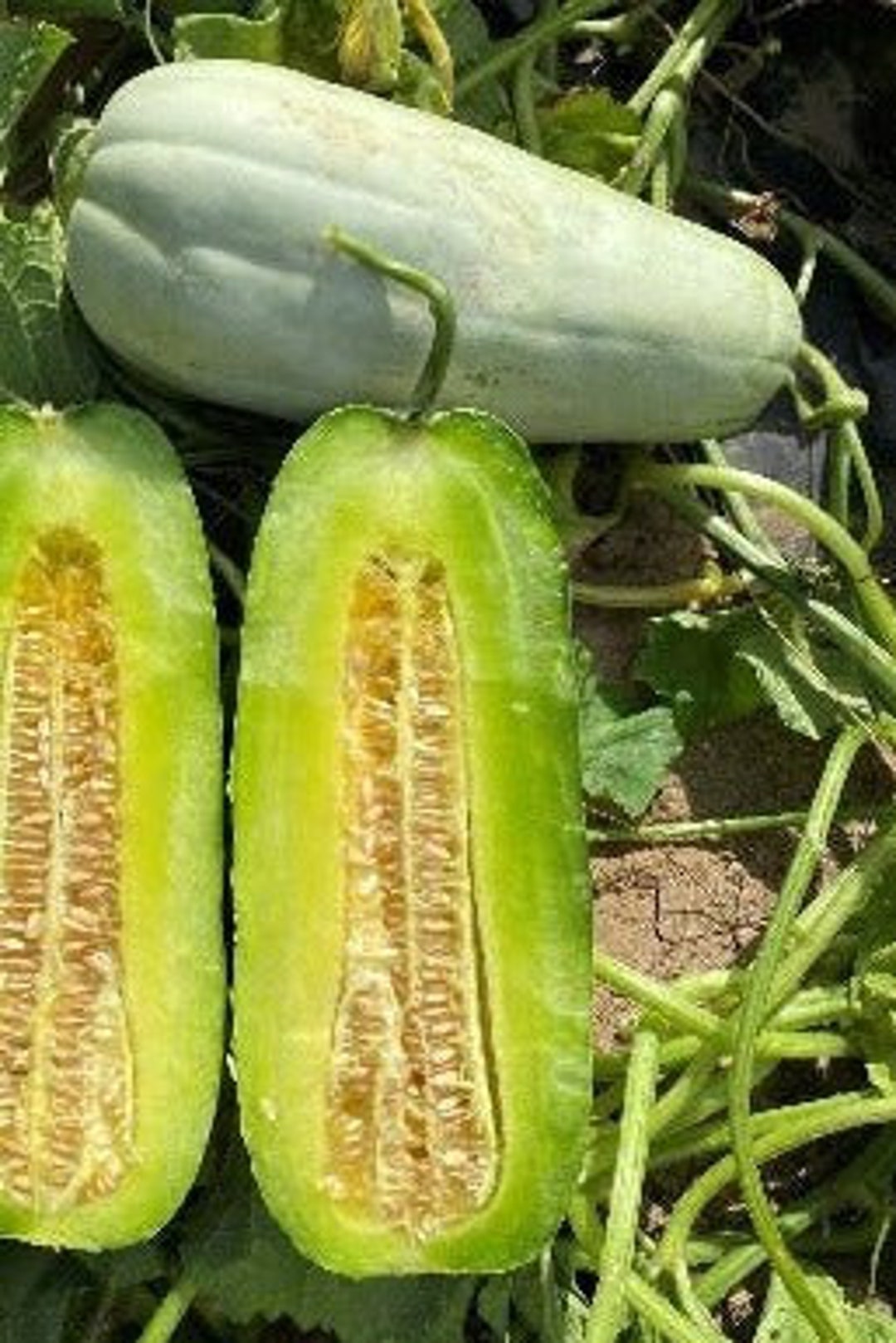 50 Chinese Melon Yin Mibao F1 Seeds - Etsy