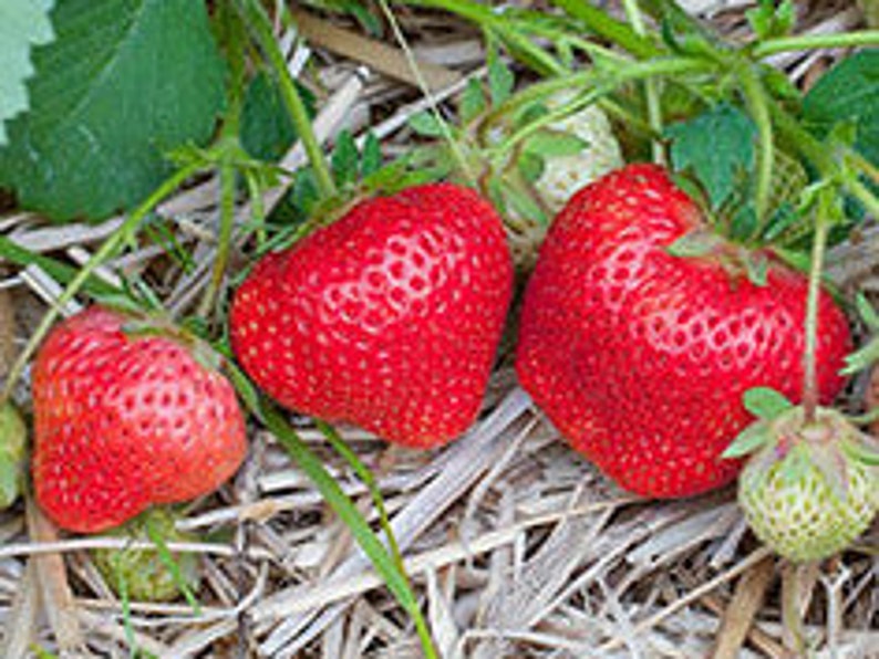 5 Cabot June Bearing strawberry bare root plants | Etsy