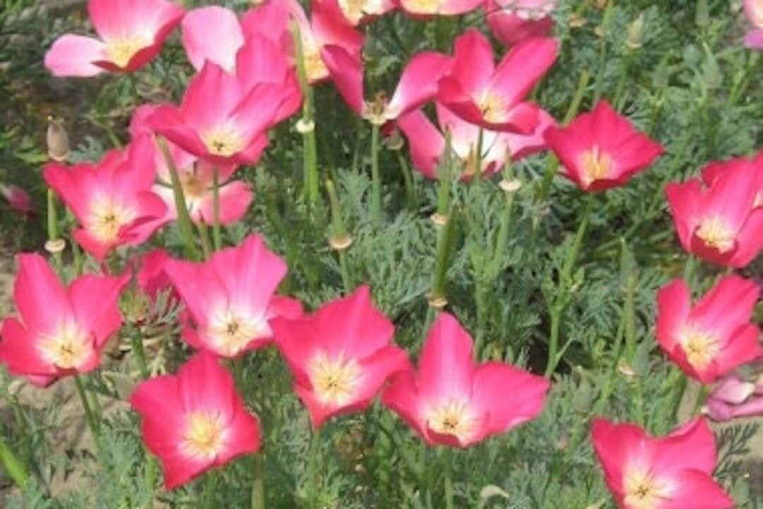 500 Carmine King California Poppy Seeds - Etsy