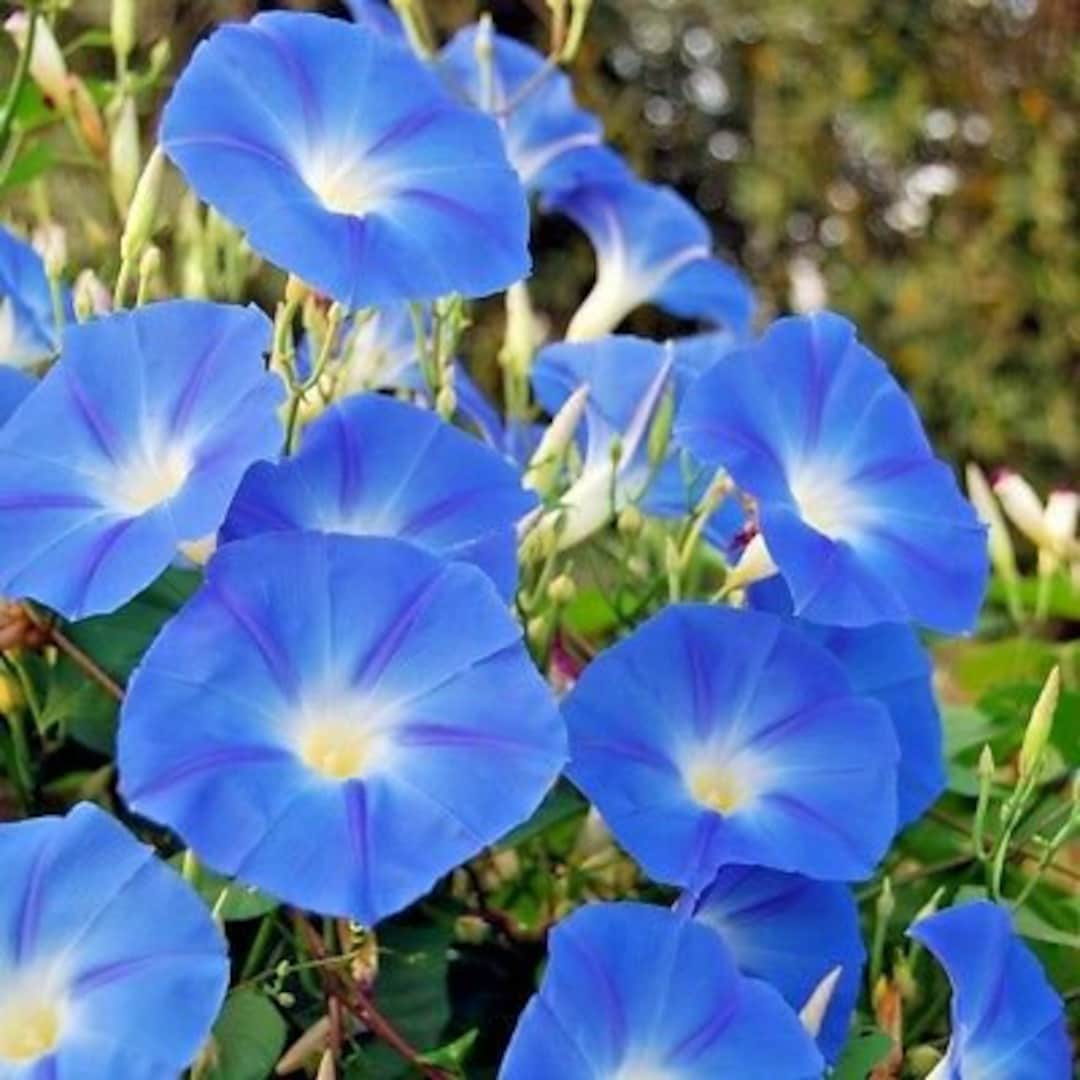 100 Clark's Heavenly Blue Morning Glory - Etsy