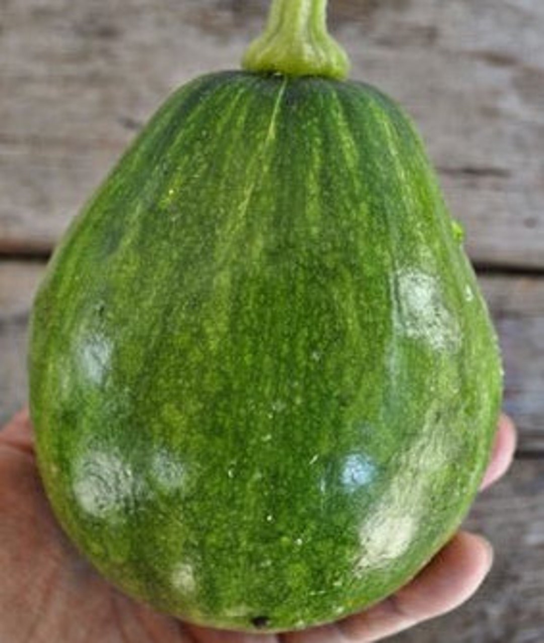 20 Korean Teot Bat Put Summer Squash Seeds Organic - Etsy