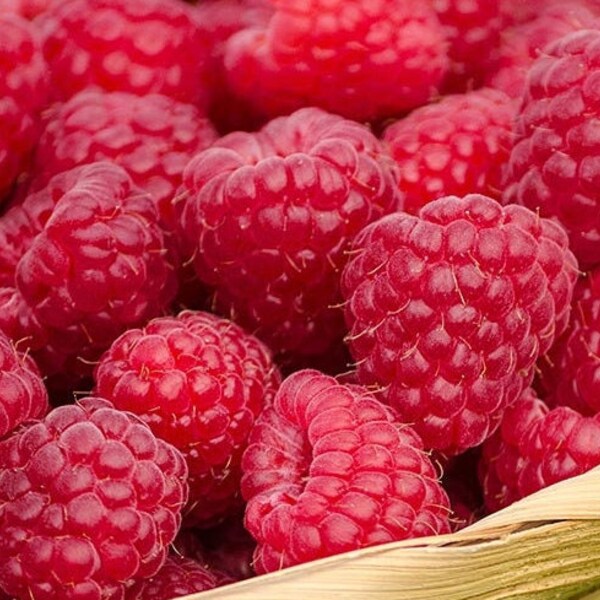 Raspberry Plant - Etsy