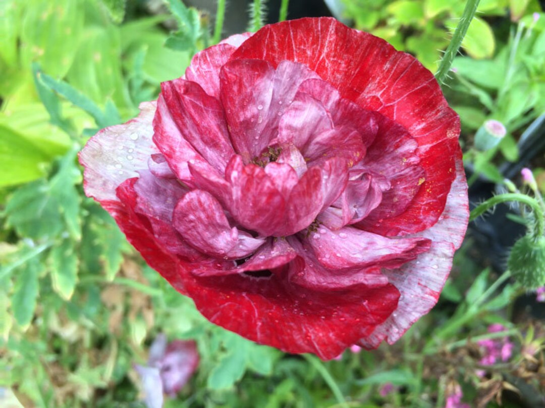 Poppy Shirley Pandora 100seeds - Etsy Denmark