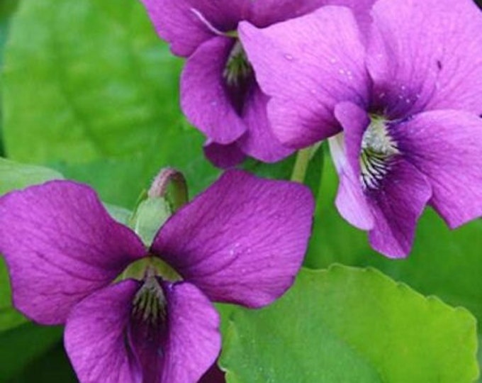 50 Perennial Violet Pink Form Seeds Zone 3-9 - Etsy