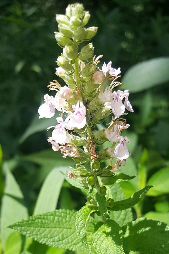 Perennial 50 Wild Basi American Germander Seeds Zone 3-9 0183 - Etsy