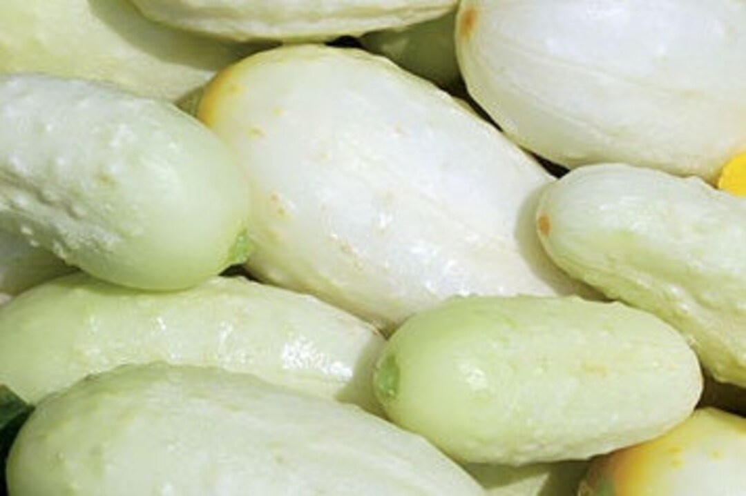 100 White Miniature Cucumber Seeds - Etsy