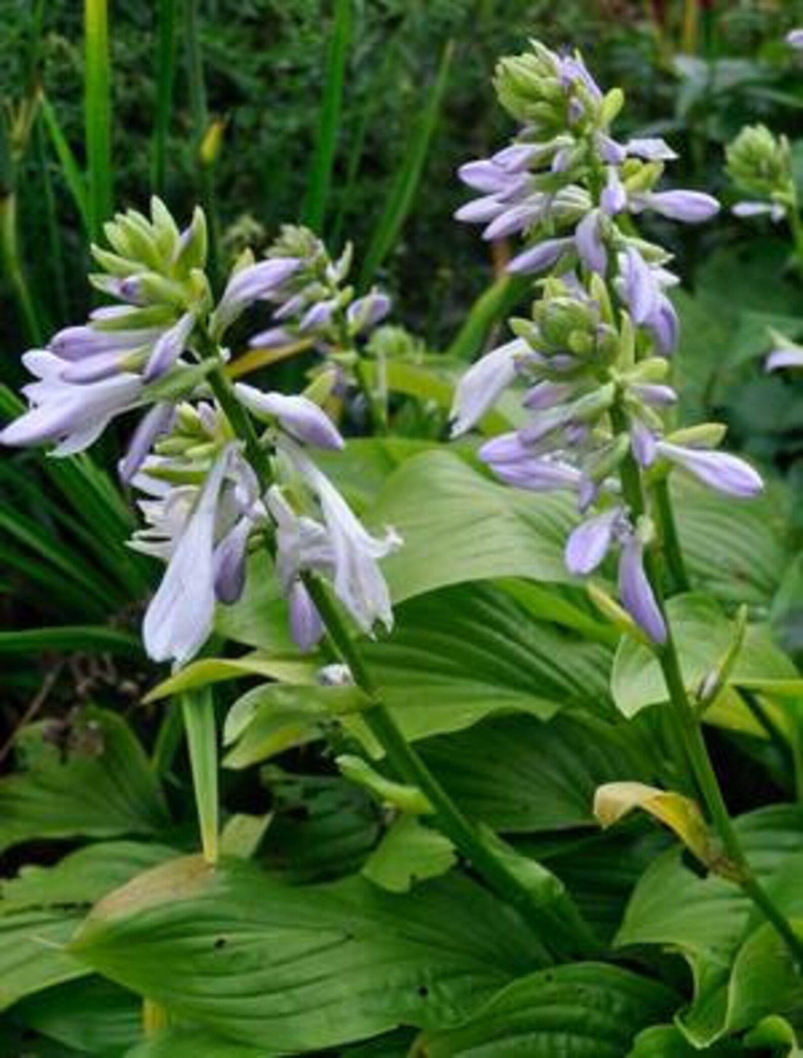 Honey bells hosta bare root plants Organic | Etsy