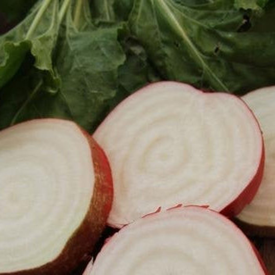 200red Mammoth Mangel Beet 131 - Etsy UK