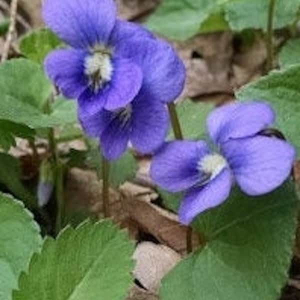 Violet Seeds - Etsy