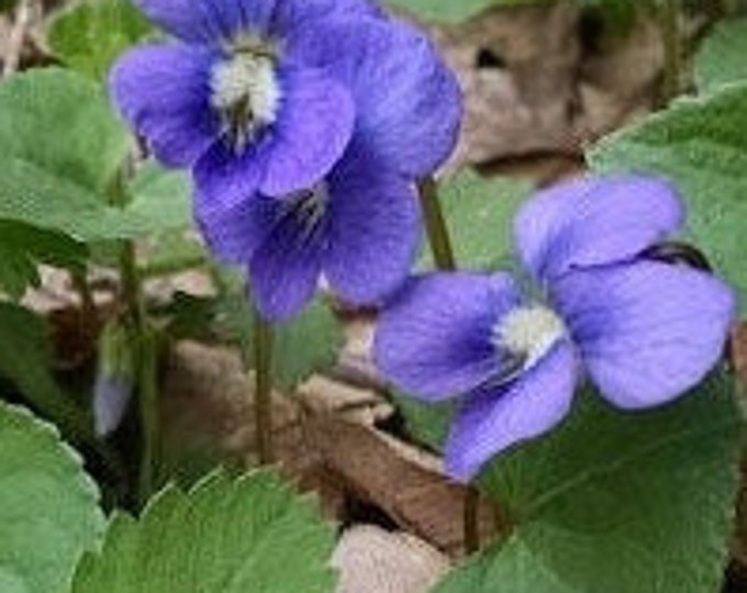 Perennial 20+ Common Blue Violet Wildflower Seeds Zone 3-9 - Etsy