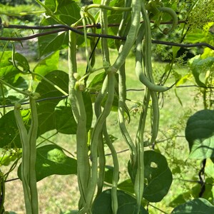 20 French Fortex Pole Bean Seeds #A01 - Etsy
