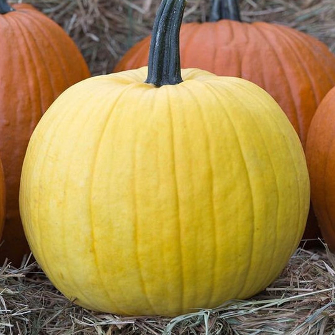 10 Pumpkin Mellow Yellow Seeds - Etsy