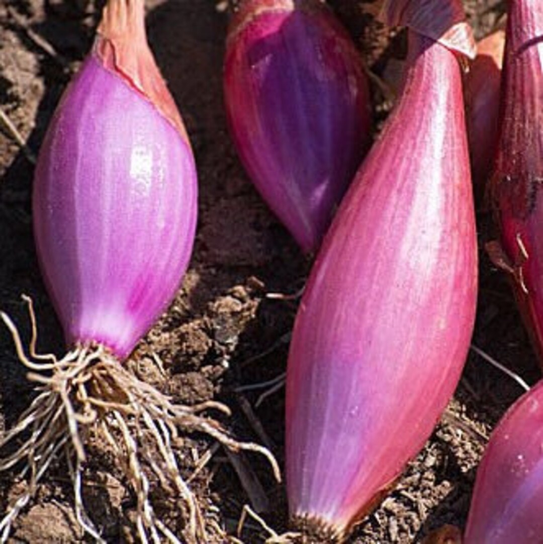 50 Long Red Florence Onion Seeds 97 - Etsy