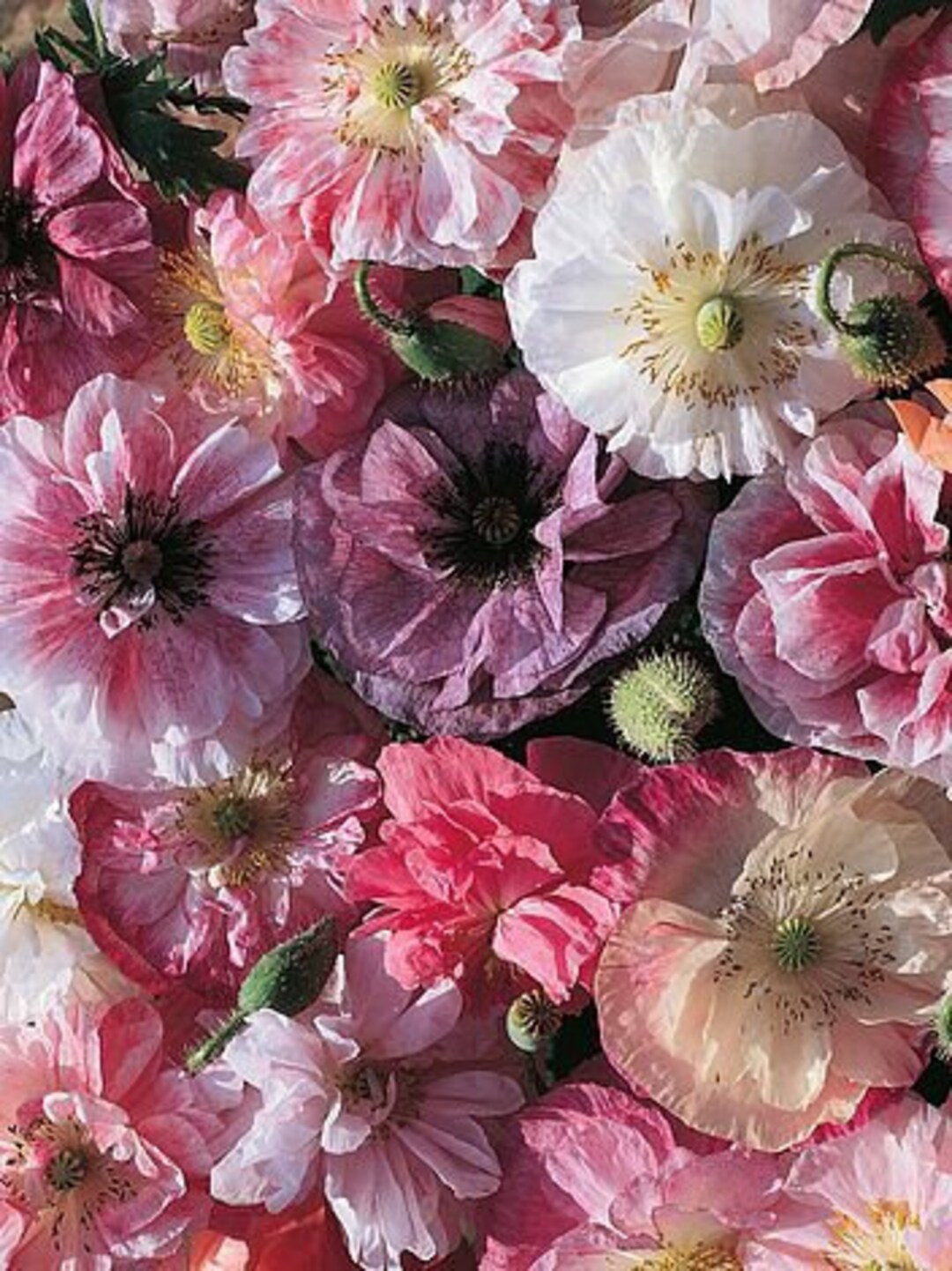 500 Poppy Angels Choir Mix seeds 011 - Etsy.de