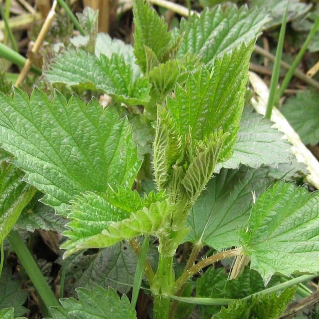Perennial 200 Stinging Nettle Seeds Zone 3-9 - Etsy