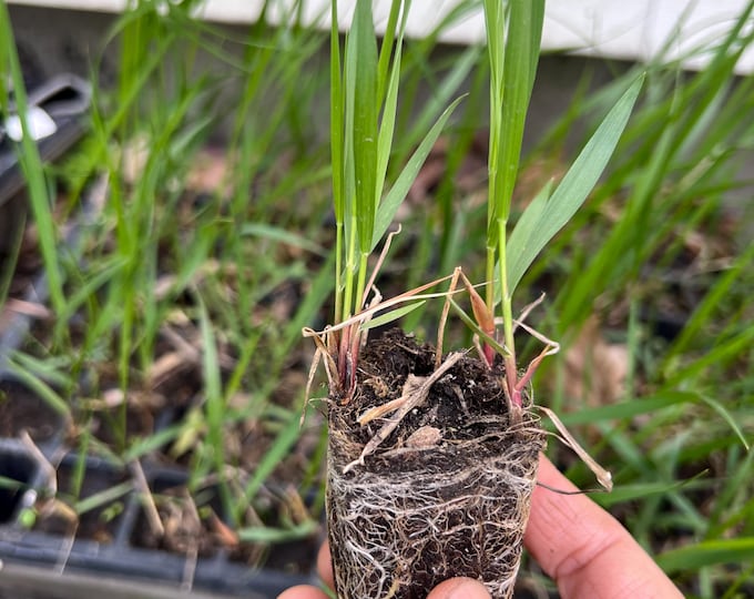 3 Plugs. Canadian Strain Sweet Grass.longest Growing Strain of ...