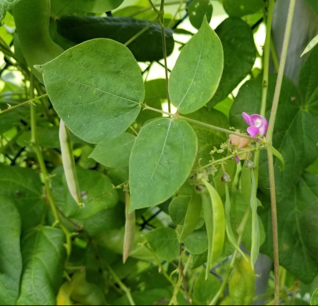 Perennial 5 Wild Kidney Bean Seeds Zone 5-9 - Etsy