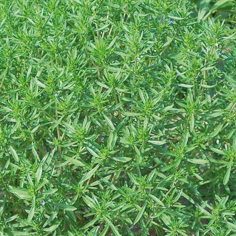 200herb Summer Savory Seeds 60 - Etsy