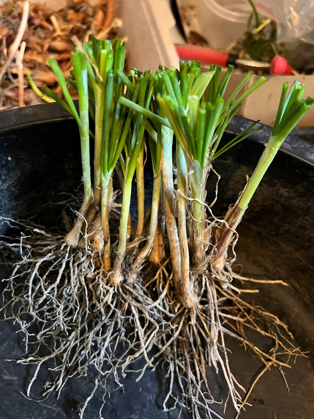 Perennial 5garlic Chive Bare Root Plant Organic Zone 3-9 - Etsy