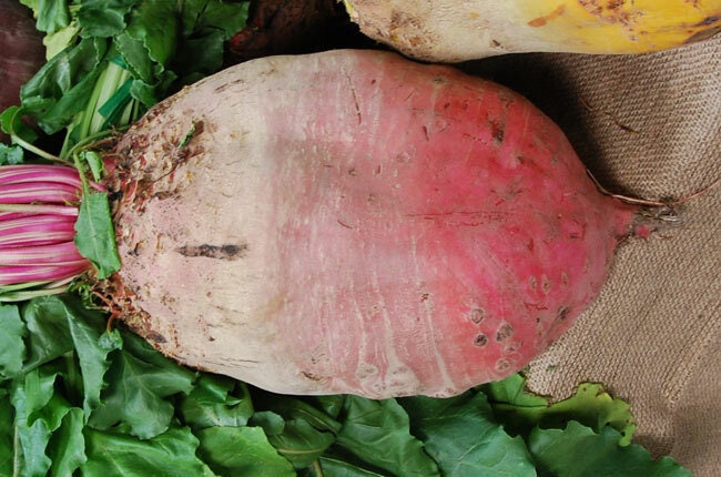 200red Mammoth Mangel Beet 131 - Etsy UK