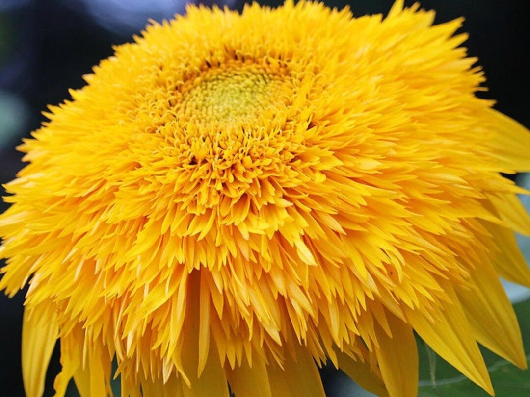 20 Golden Cheer Sunflower Seeds 037 - Etsy