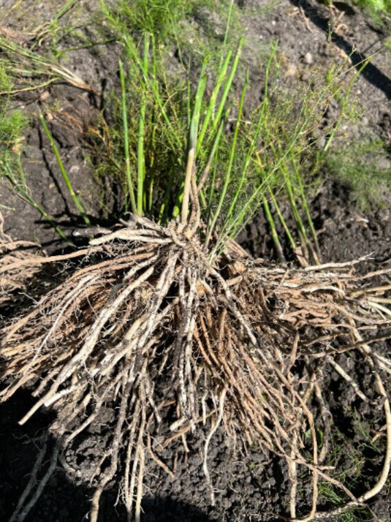 Asparagus Root System