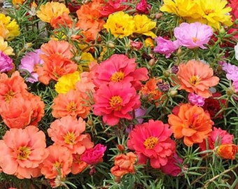 500pcs Moss Rose Seeds Portulaca Double Mix Annual Flower Seed Garden ...