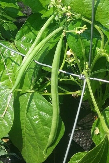 50 Beans Calima Bush Seeds - Etsy