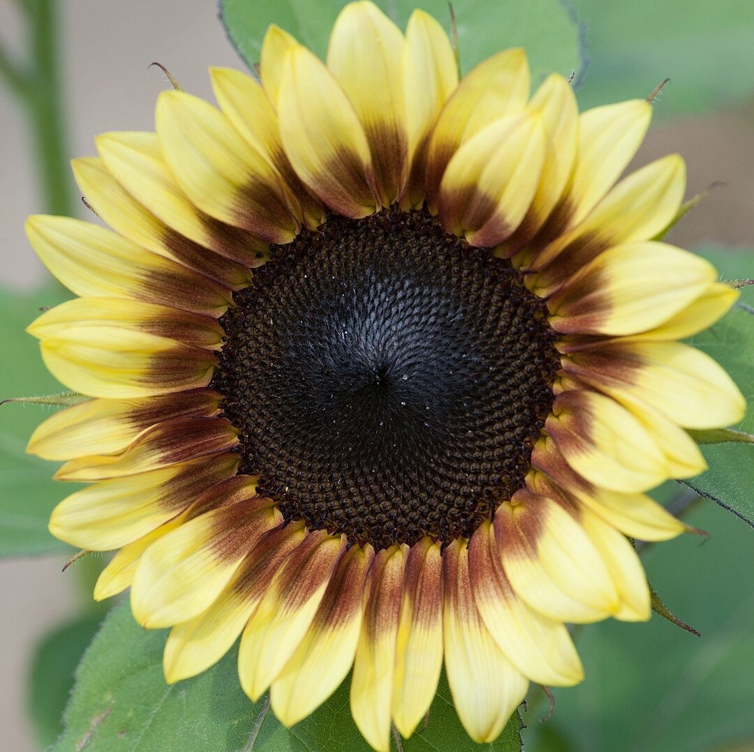 10 Procut Red Lemon Bicolor Sunflower Seeds 05 - Etsy