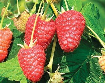 5 Joan J Raspberry Plant Bare Root - Etsy