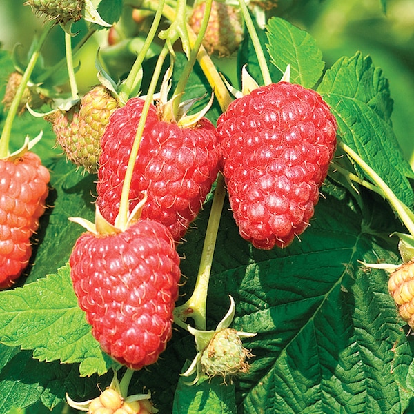Raspberry Plants - Etsy