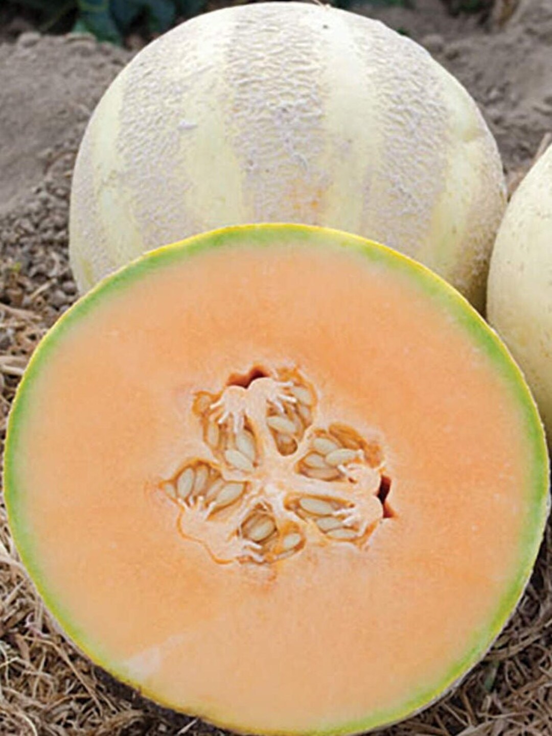 10 French Melon Oui F1 Hybris Seeds - Etsy