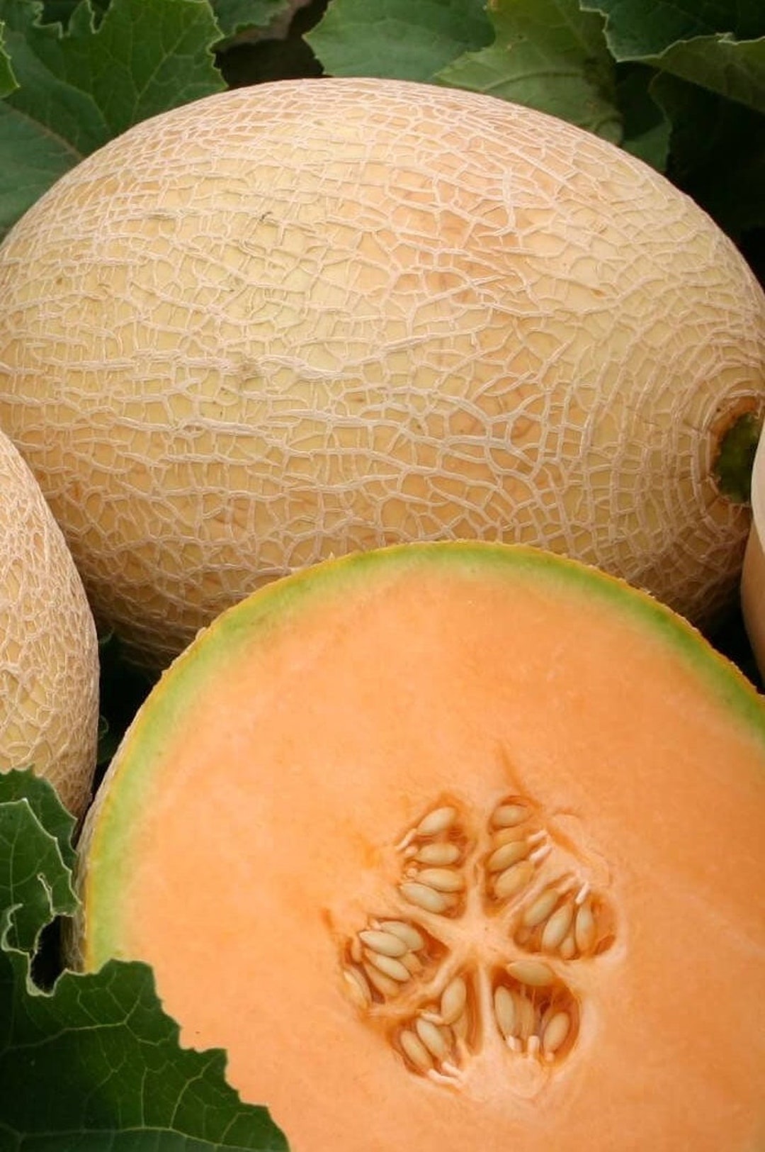 10 Fantasy Melon Seeds 028 - Etsy