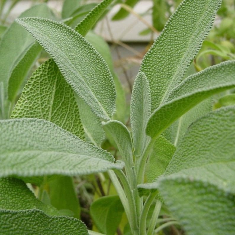 Perennial 50herb Broadleaf Sage Seeds 61 Zone 5-10 - Etsy