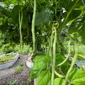 20 French Fortex Pole Bean Seeds #A01 - Etsy