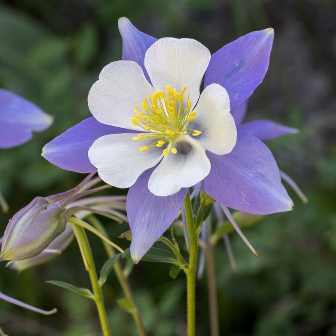 200 Columbine Blue Rocky Mountain Seeds 089A - Etsy