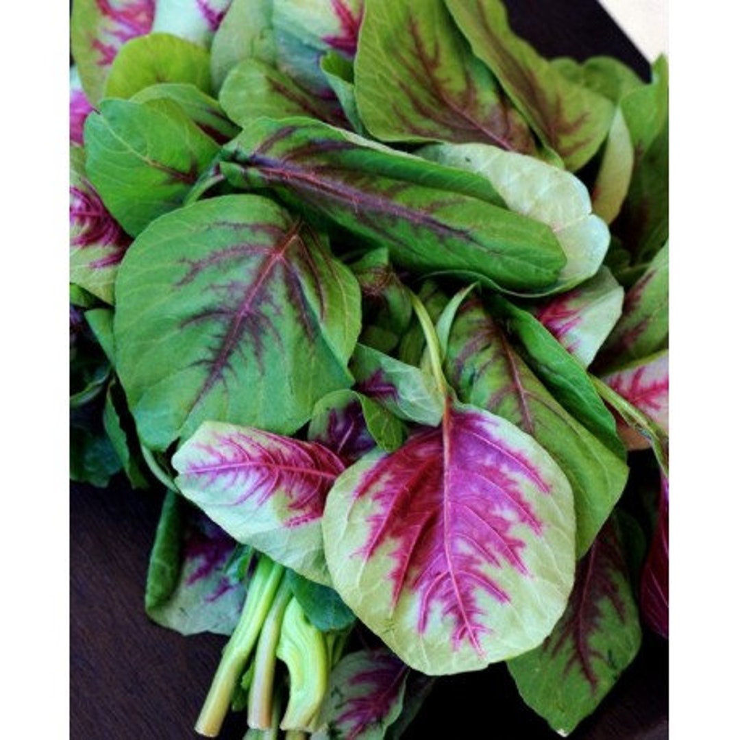 500chinese Spinach Red Beauty Amaranth Seeds 26 - Etsy