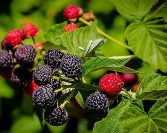 Raspberry Plant Bare Root - Etsy