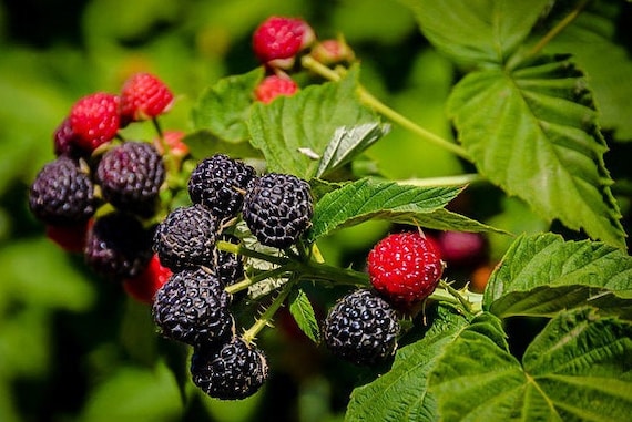 Wild Black Raspberry Plants