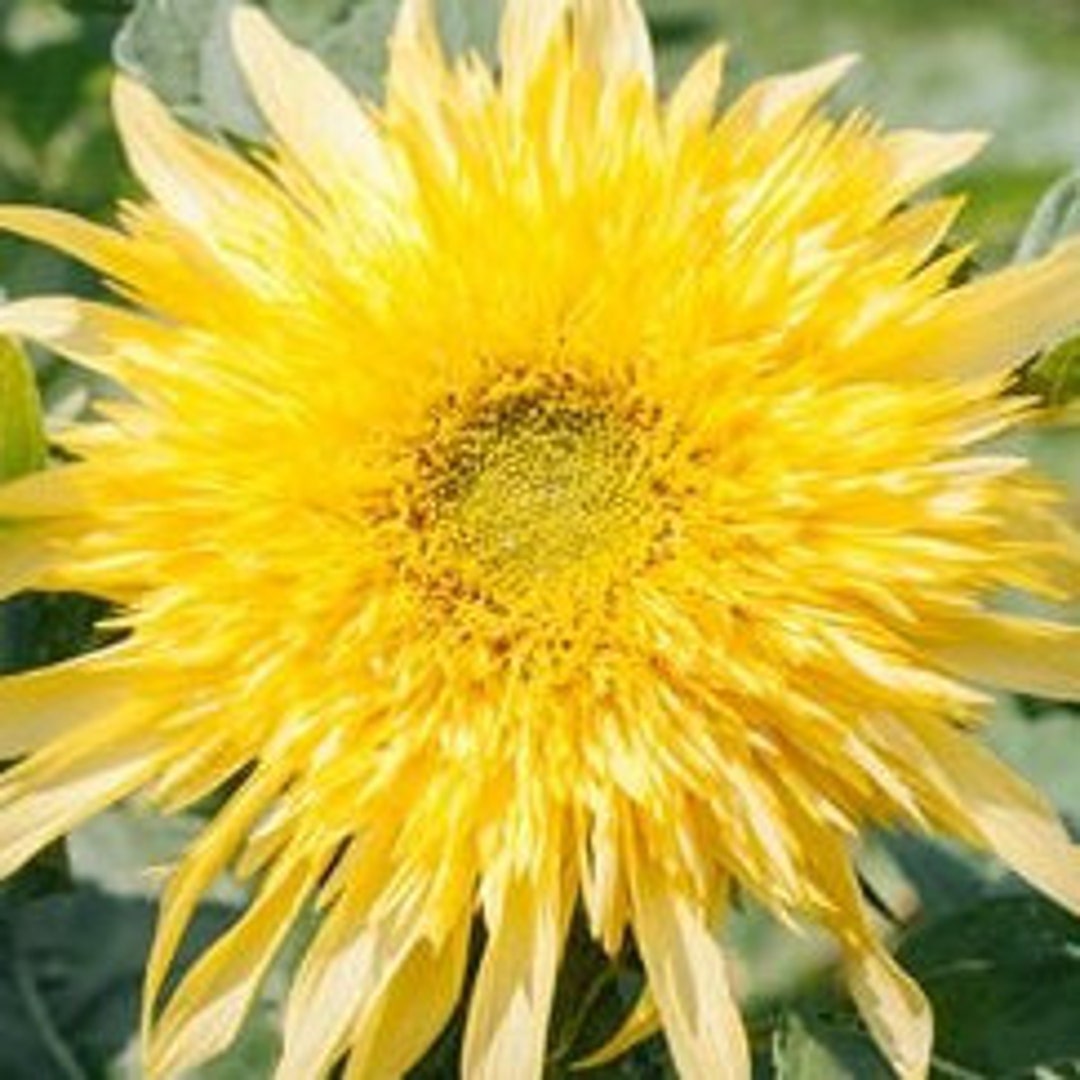 20 Lemonade Sunflower Seed 044 - Etsy