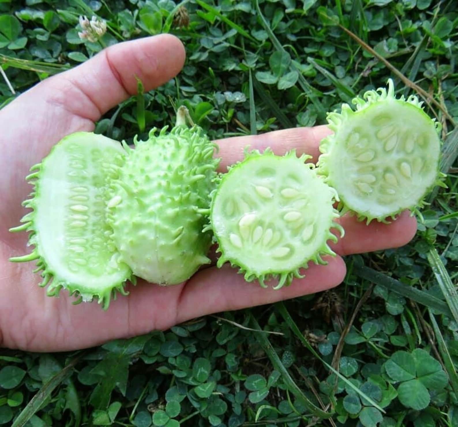 50 West Indian Gherkin Cucumber Seeds - Etsy